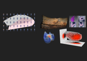 About Deformetrica - 3dmorph